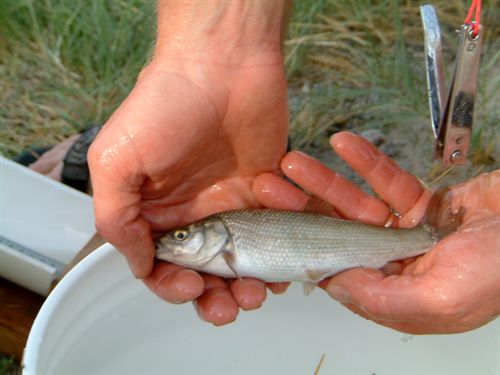 Lewis Center for Educational Research - MTC Resource Page