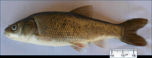 Mohave tui chub - Alchetron, The Free Social Encyclopedia